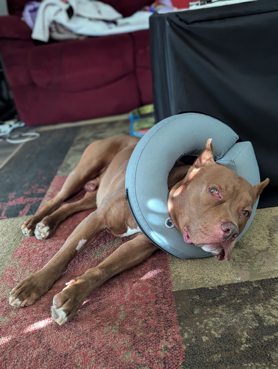 Let’s talk about pet insurance… – Lacey & King